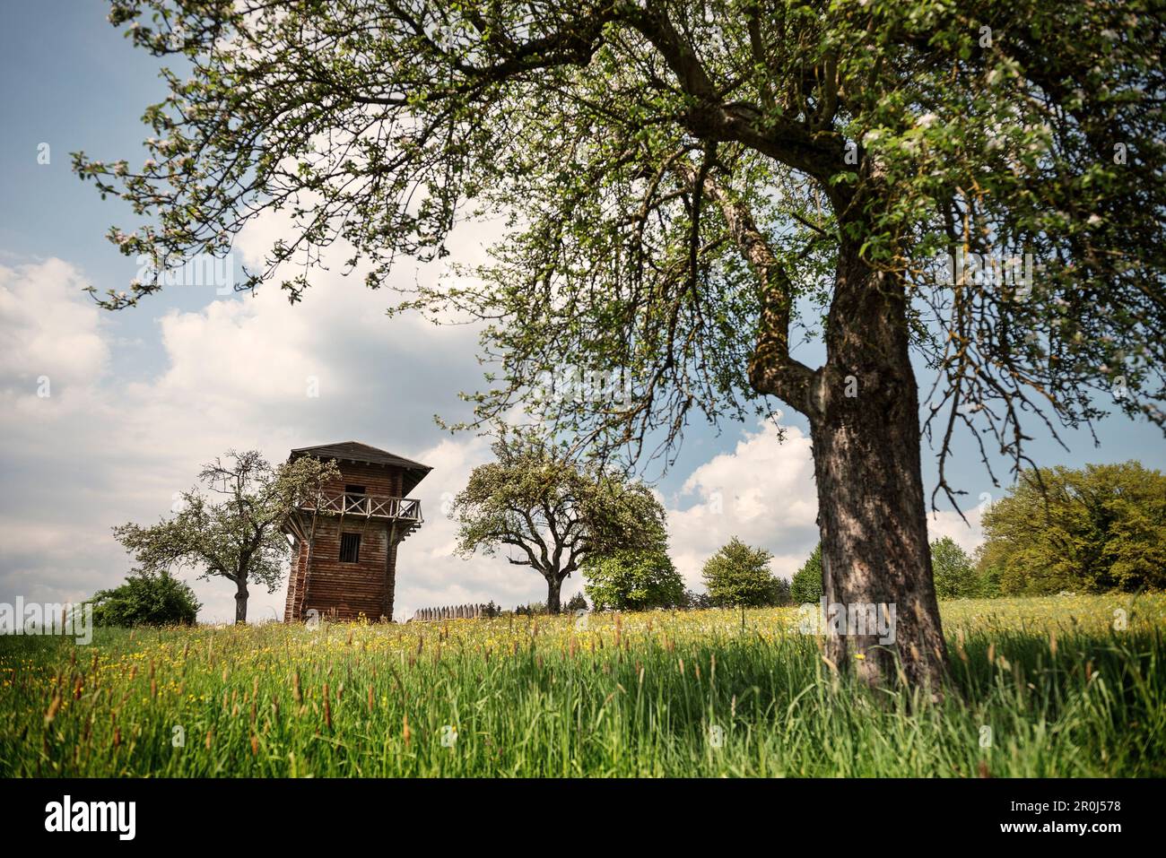 Reconstructed Roman watchtower at Limes located in a mixed fruit ...