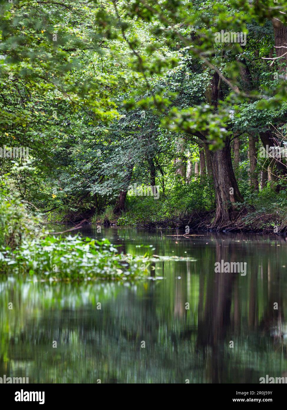 River flowing through Spreewald, UNESCO biosphere reserve, Lehde ...