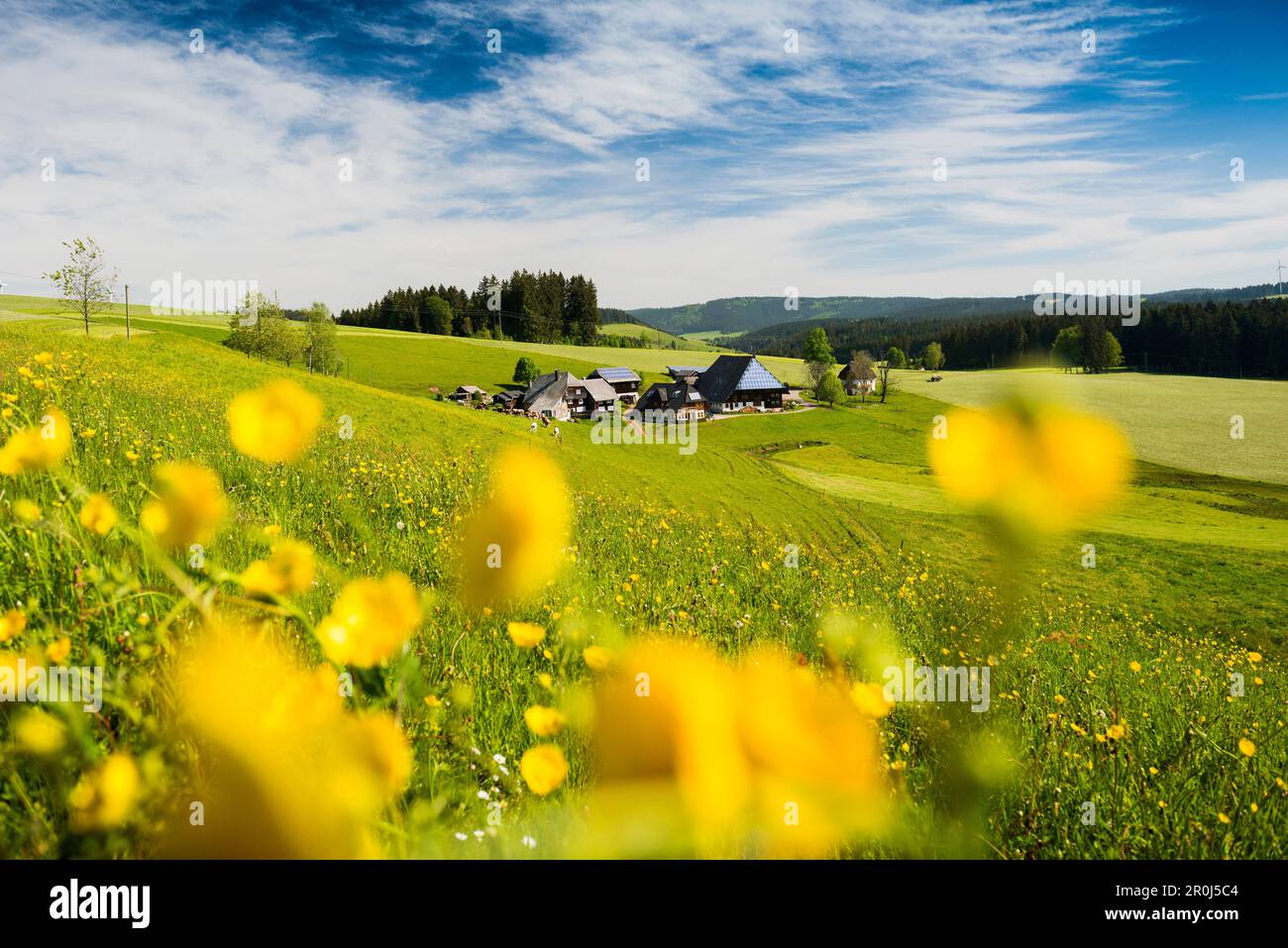 traditional farm house and flower meadow, Guetenbach, near Furtwangen ...