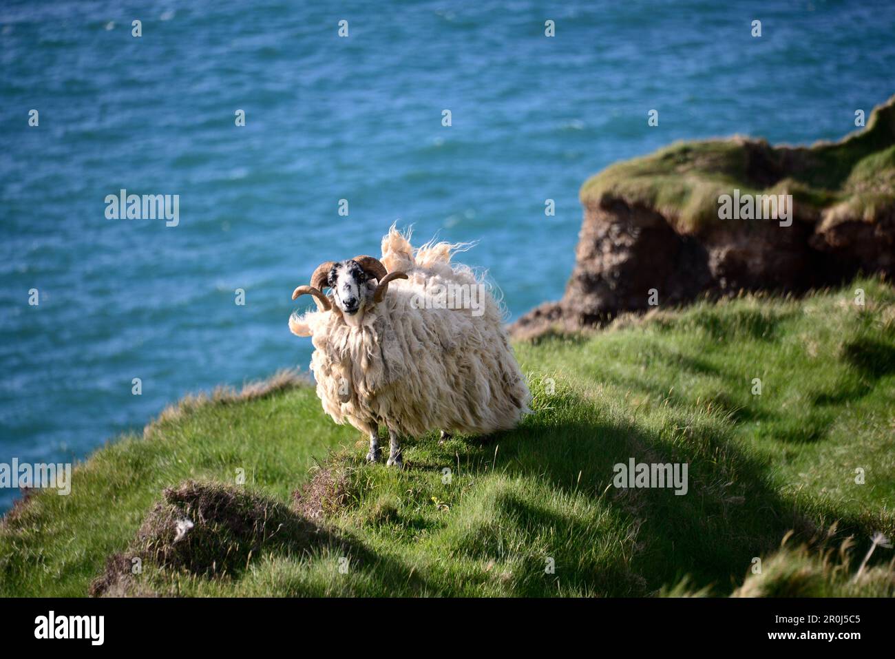 Ram near Dunquin on the west coast of the Dingle peninsula, Kerry ...