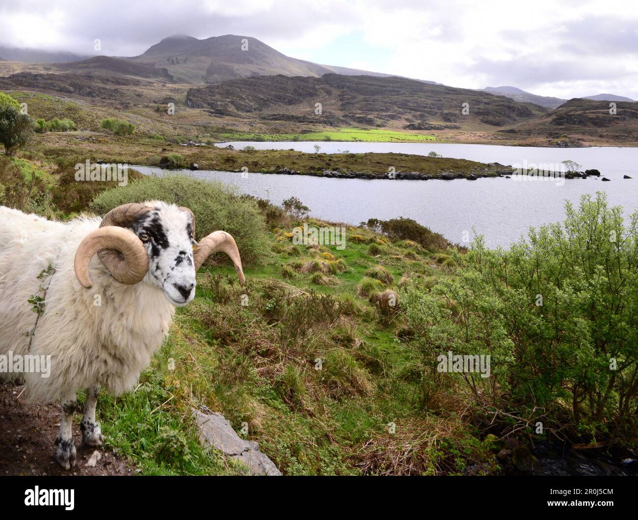 Ram at lake Caragh at Ring of Kerry, Kerry, West coast, Ireland Stock ...