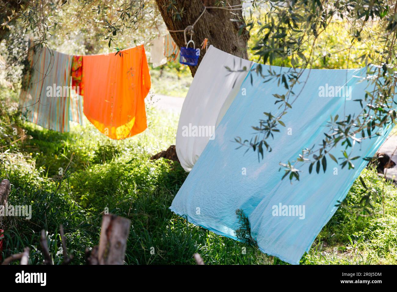 Clotheslines around an olive tree, Noto, Syracuse, Sicily, Italy Stock ...