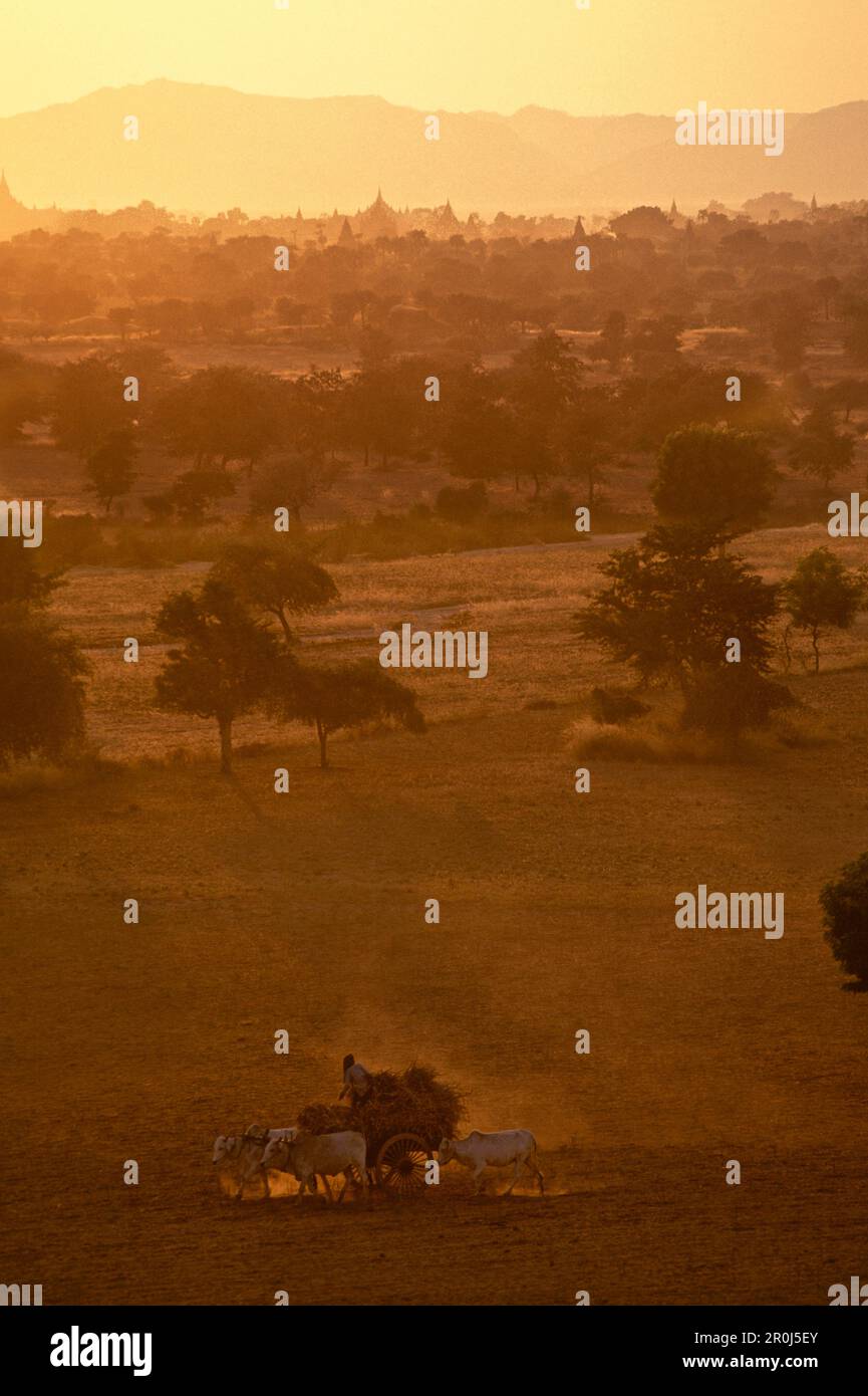 Pagan animal symbol hi-res stock photography and images - Alamy