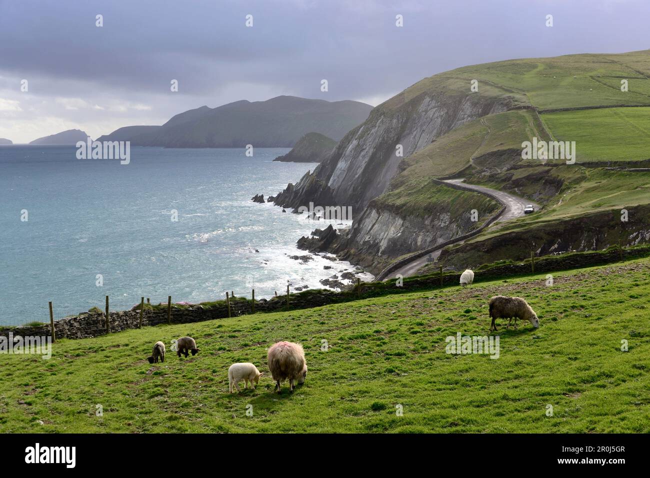 Sheep in a field at Slea Head, Dingle peninsula, Kerry, West coast ...