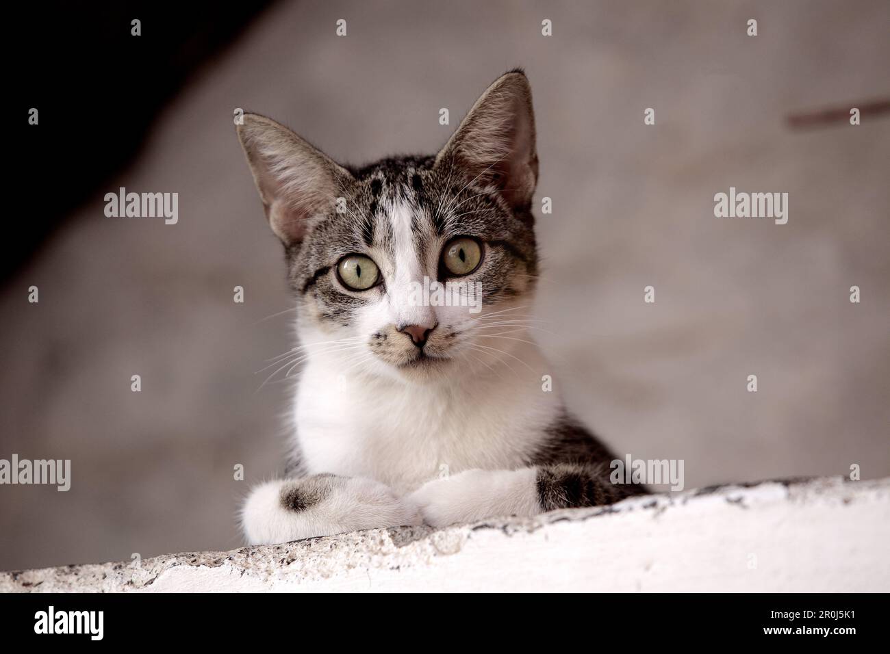 Santiago cat hi-res stock photography and images - Alamy