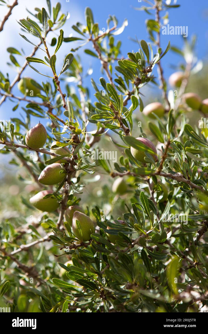 Oil producing plants hi-res stock photography and images - Alamy