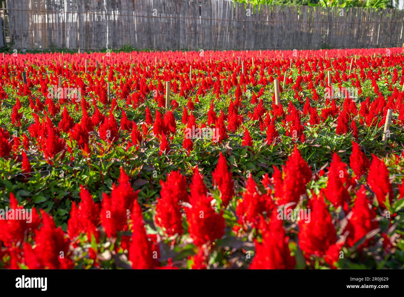 Red cockscomb hi-res stock photography and images - Alamy