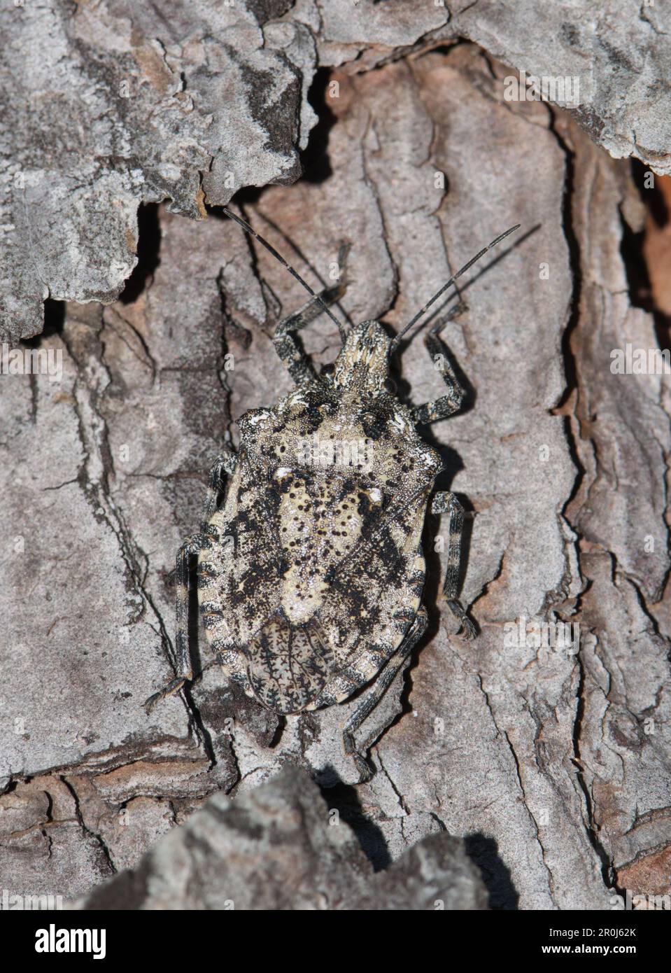 Rough Stink Bug (Brochymena sulcata) dorsal view macro, camouflaged on ...