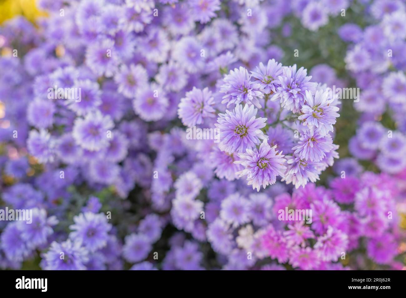 Margaret flower hi-res stock photography and images - Alamy