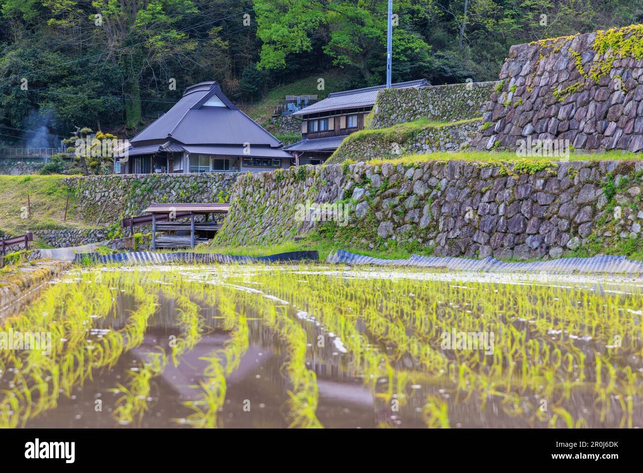 Flooded japanese rice fields hi-res stock photography and images - Alamy