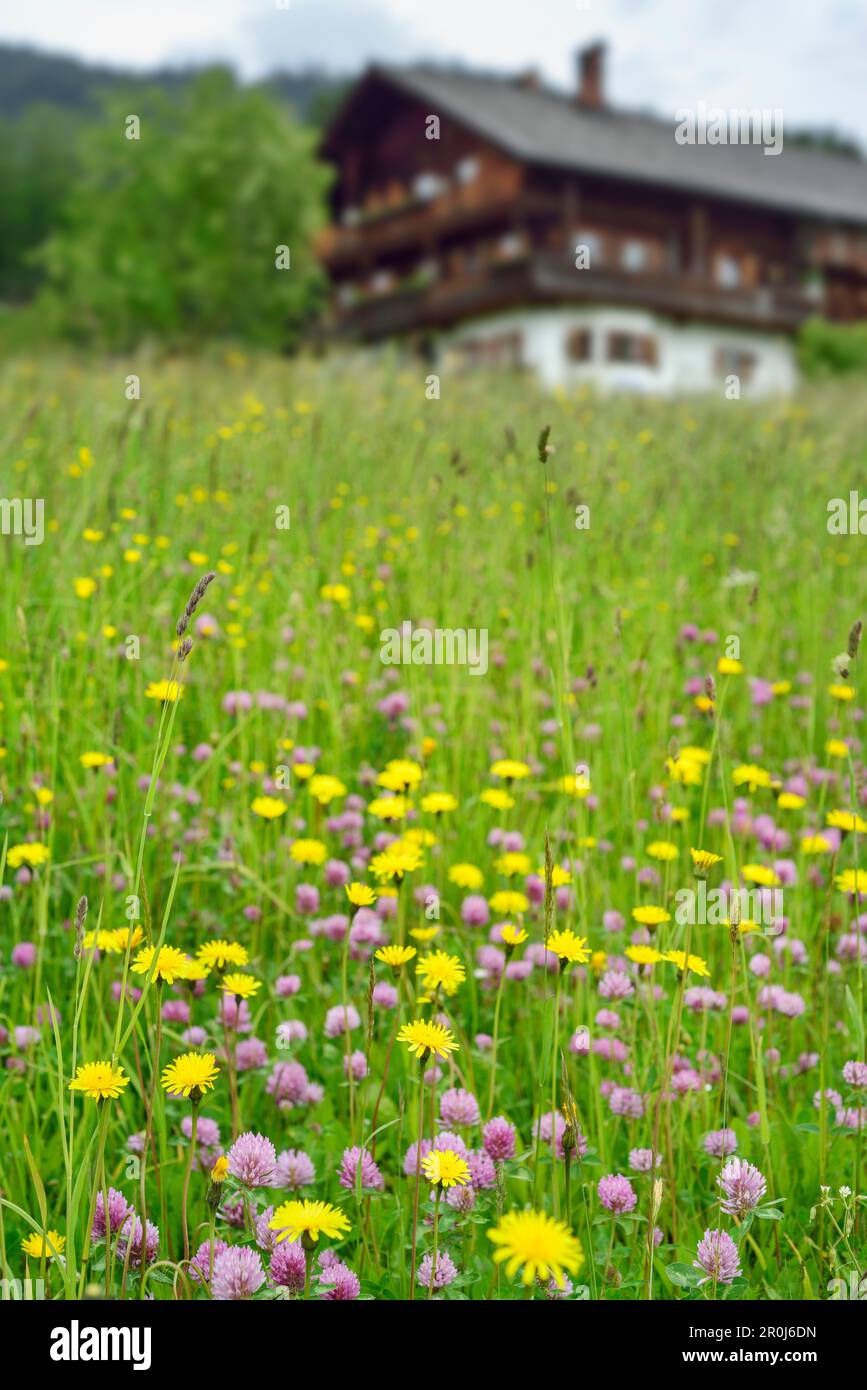 View over a flower meadow to an alpine farmhouse, Penningberg ...