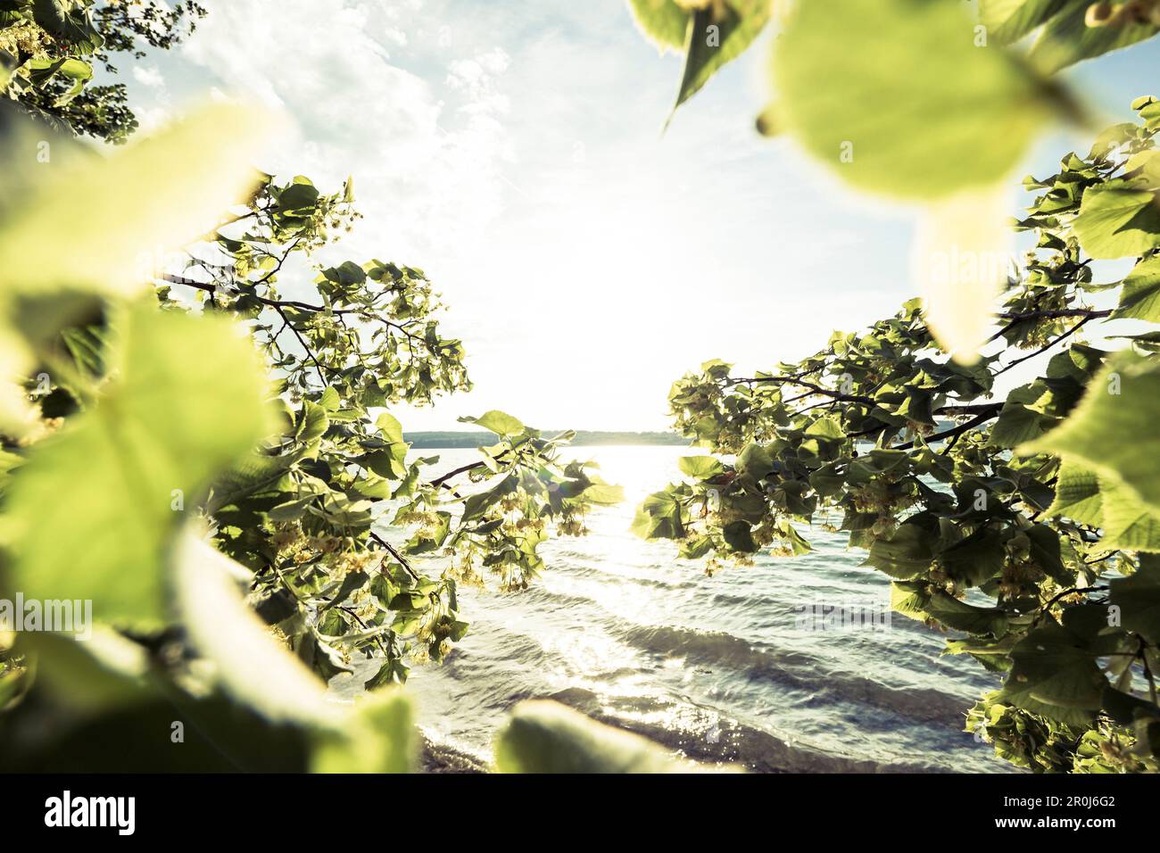 Lake Starnberg in backlight, Berg, Upper Bavaria, Germany Stock Photo ...