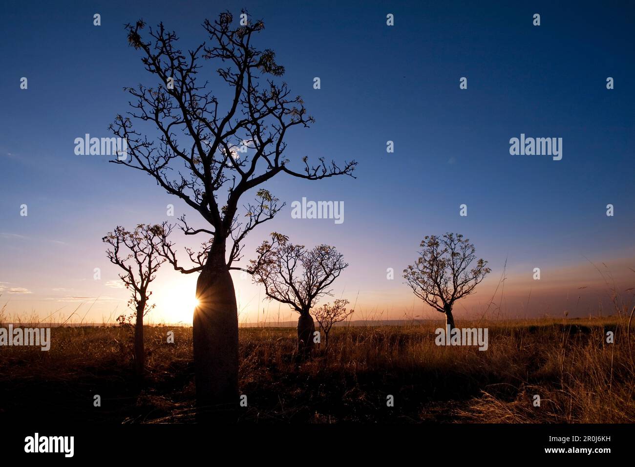 Silhoutte of Boab trees (Adansonia gregorii) at sunset, Near Kununurra ...