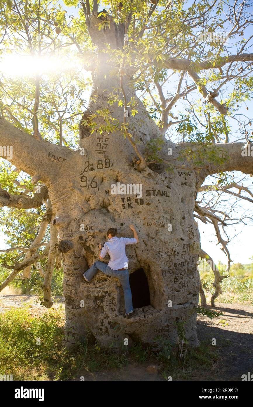 A woman climbing a large Boab tree (Adansonia gregorii) with many ...