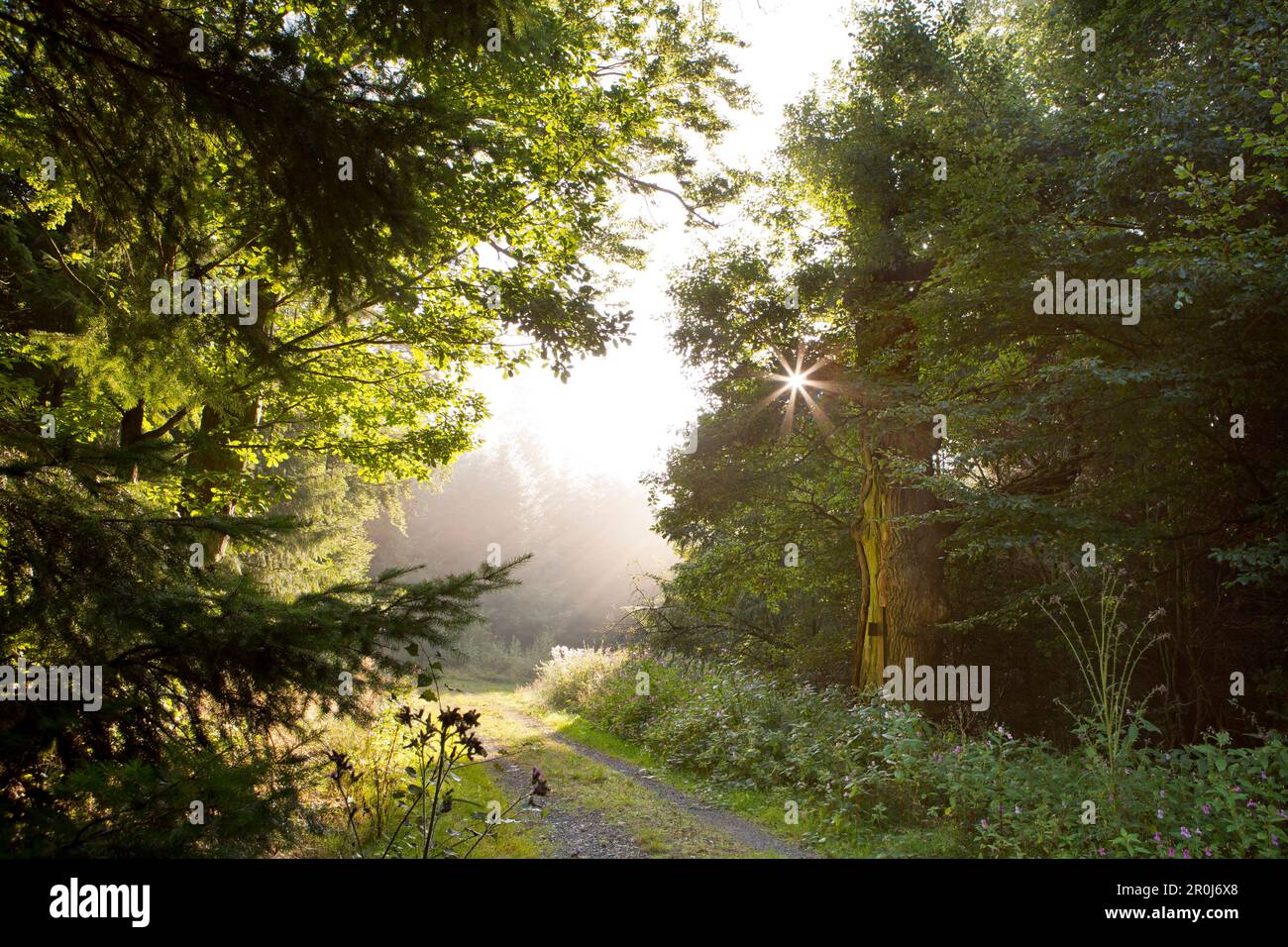 Path near the Hohle Eiche 1000 year old hollow oak tree in the ...