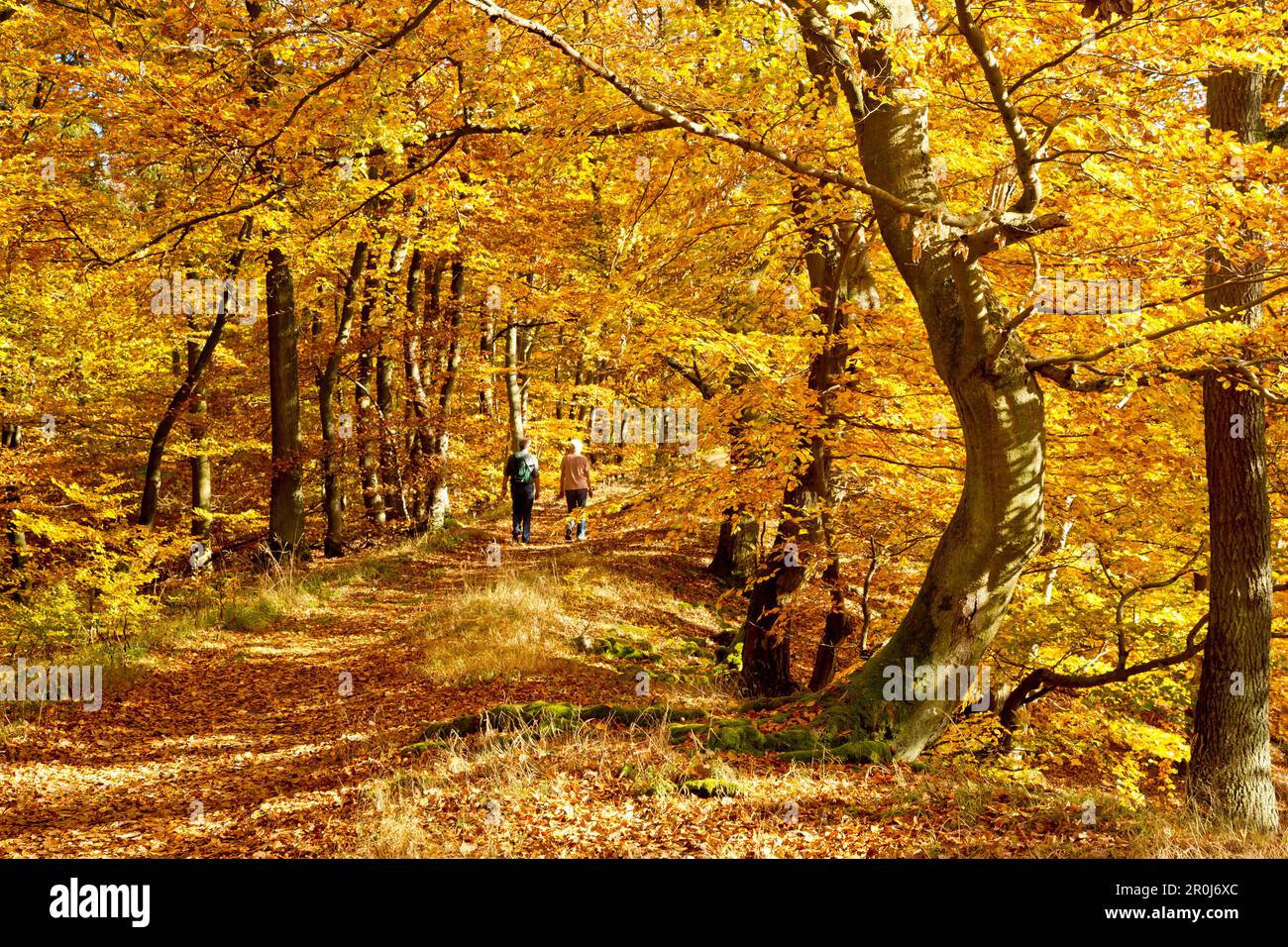 Autumn in Kellerwald forest: Two hikers walking through the golden ...