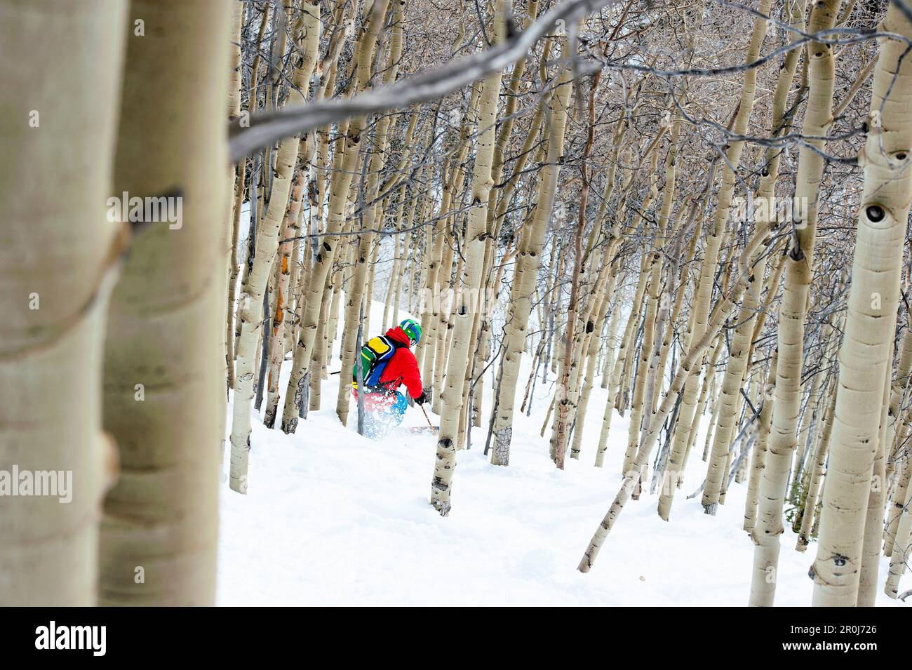 Tree-skiing, Aspen Highlands, Aspen, Colorado, USA Stock Photo - Alamy