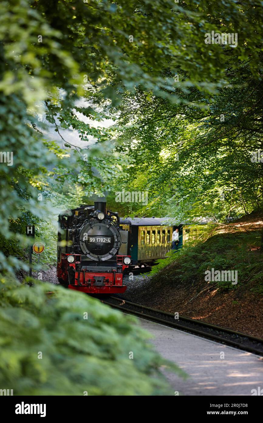 Steam-powered narrow gauge railway Rasender Roland, island of Ruegen ...