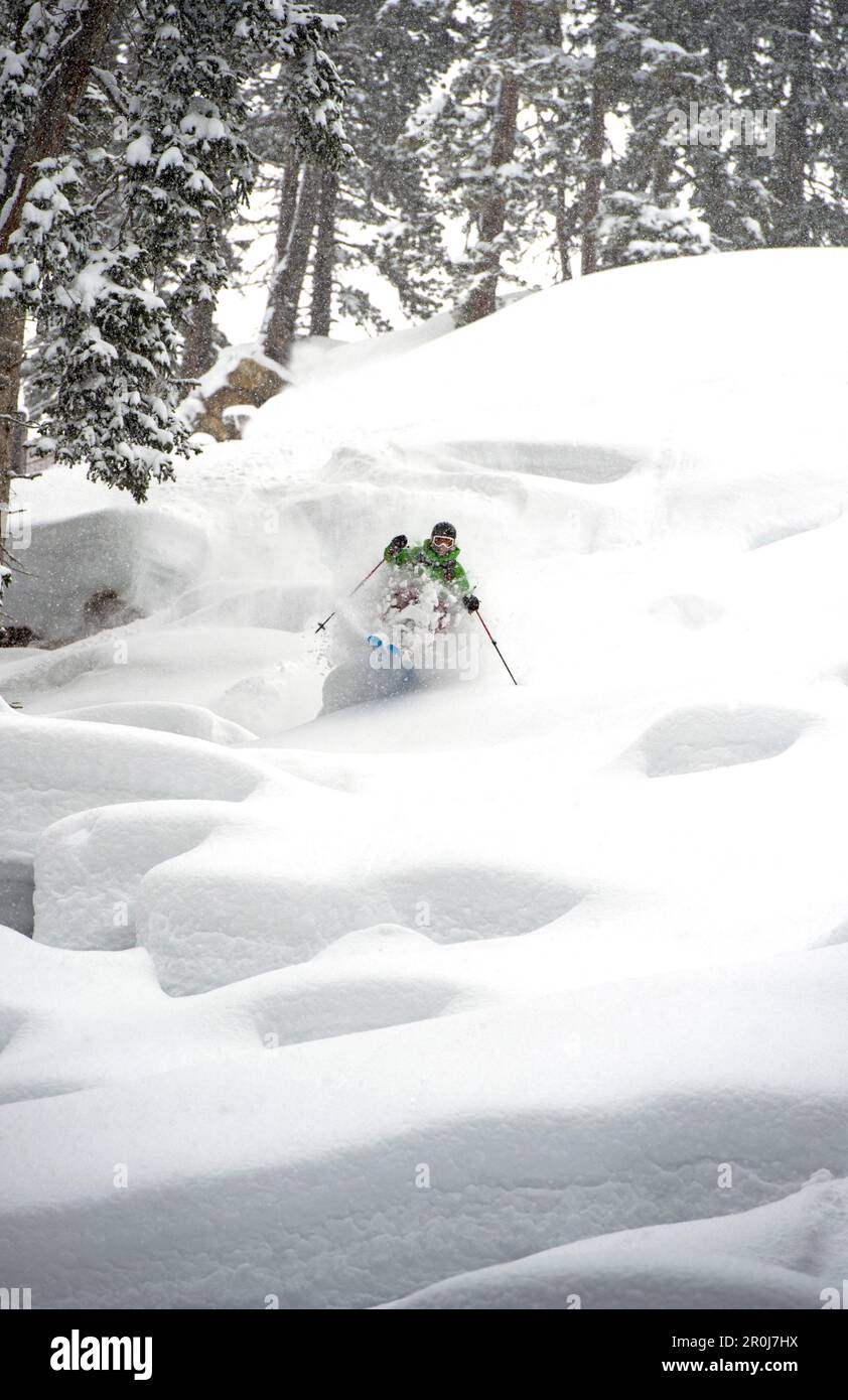 Skier in the woods sking down in fresh powder snow, Gerlos, Zillertal ...
