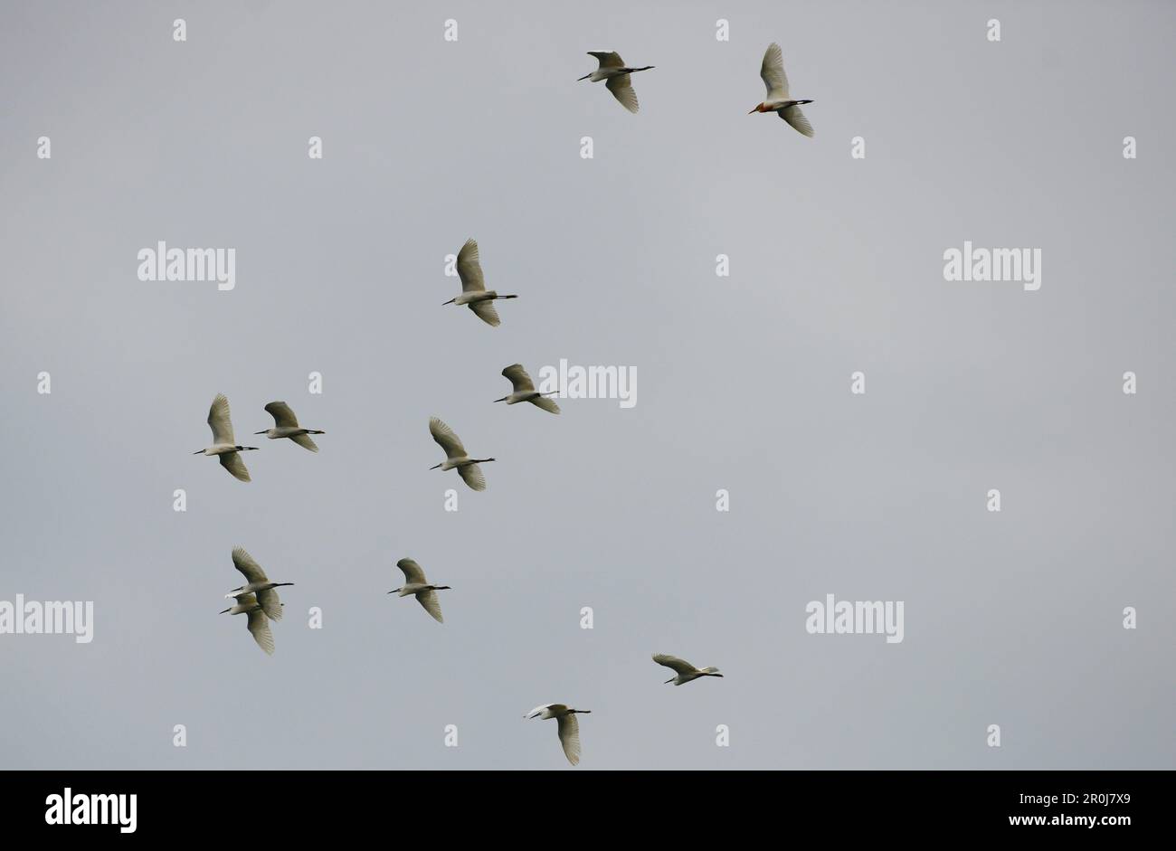 A flock of great egrets flying over Lamma Island in Hong Kong Stock ...