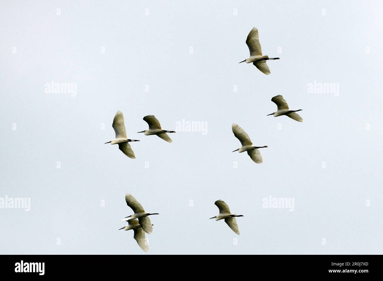 A flock of great egrets flying over Lamma Island in Hong Kong Stock ...