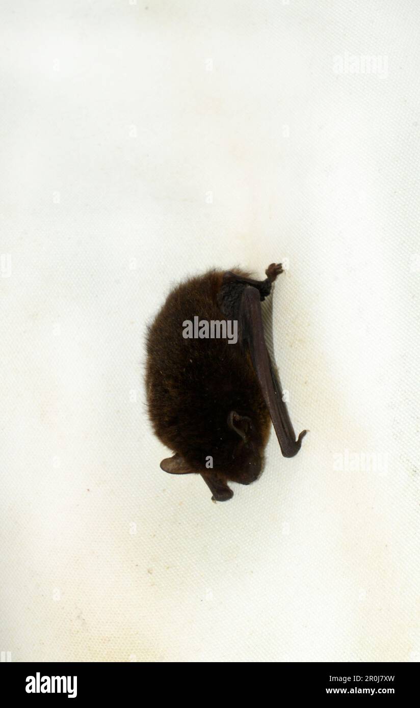 Small Black Bat