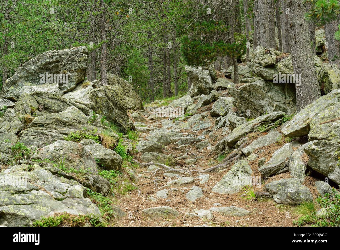 Stony track leading through wood, Natural Park Mont Avic, Graian Alps ...
