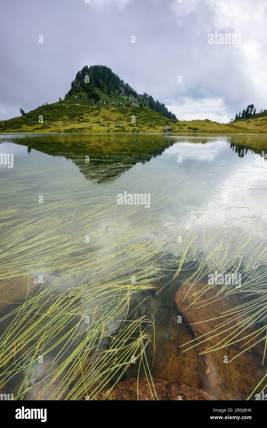 Grass in mountain lake, lake Lago delle Buse, Lagorai range, Dolomites ...