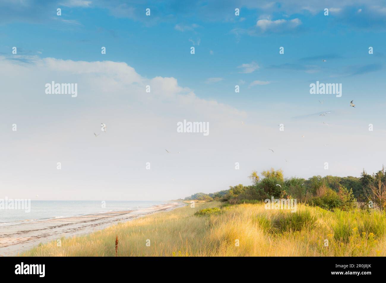Coastal scenery, Marielyst, Falster, Denmark Stock Photo - Alamy