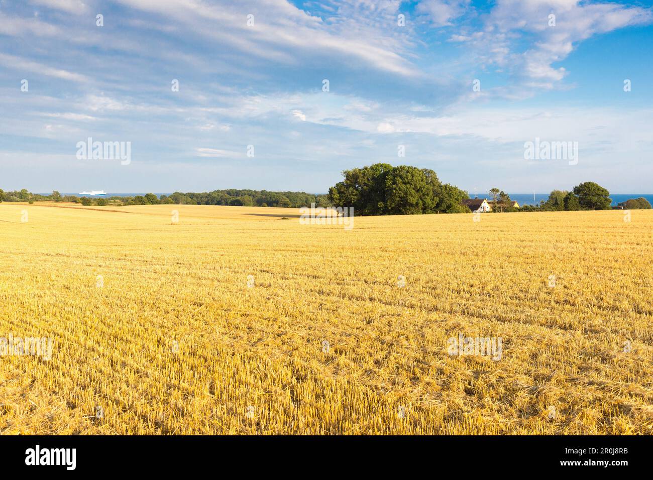 Stubblefield, Klintholm, Mon island, Denmark Stock Photo - Alamy