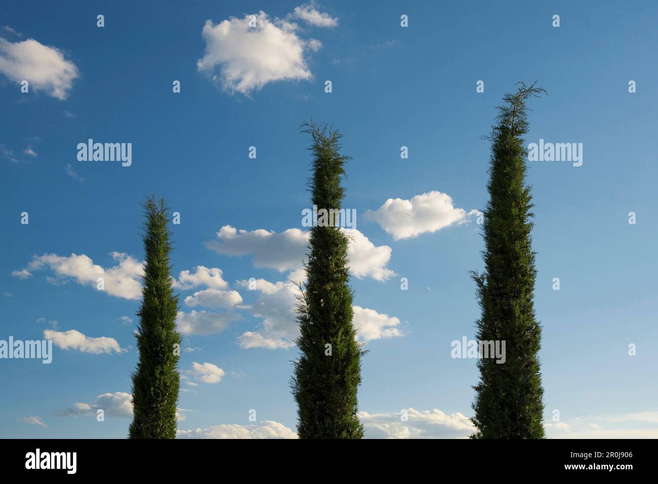 Cypress tree (Cupressus sempervirens) and blue sky, Tuscany, Italy ...