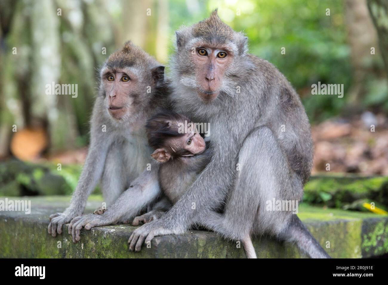 Monkeys with young, Ubud Monkey Forest, Ubud, Gianyar, Bali, Indonesia ...