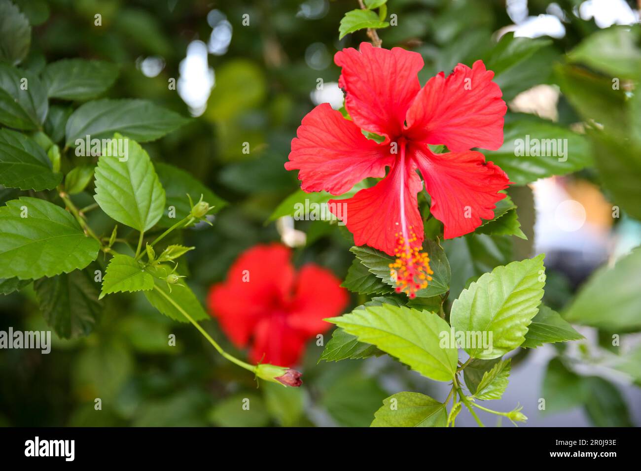 Hibiscus flower, Ubud, Gianyar, Bali, Indonesia Stock Photo - Alamy