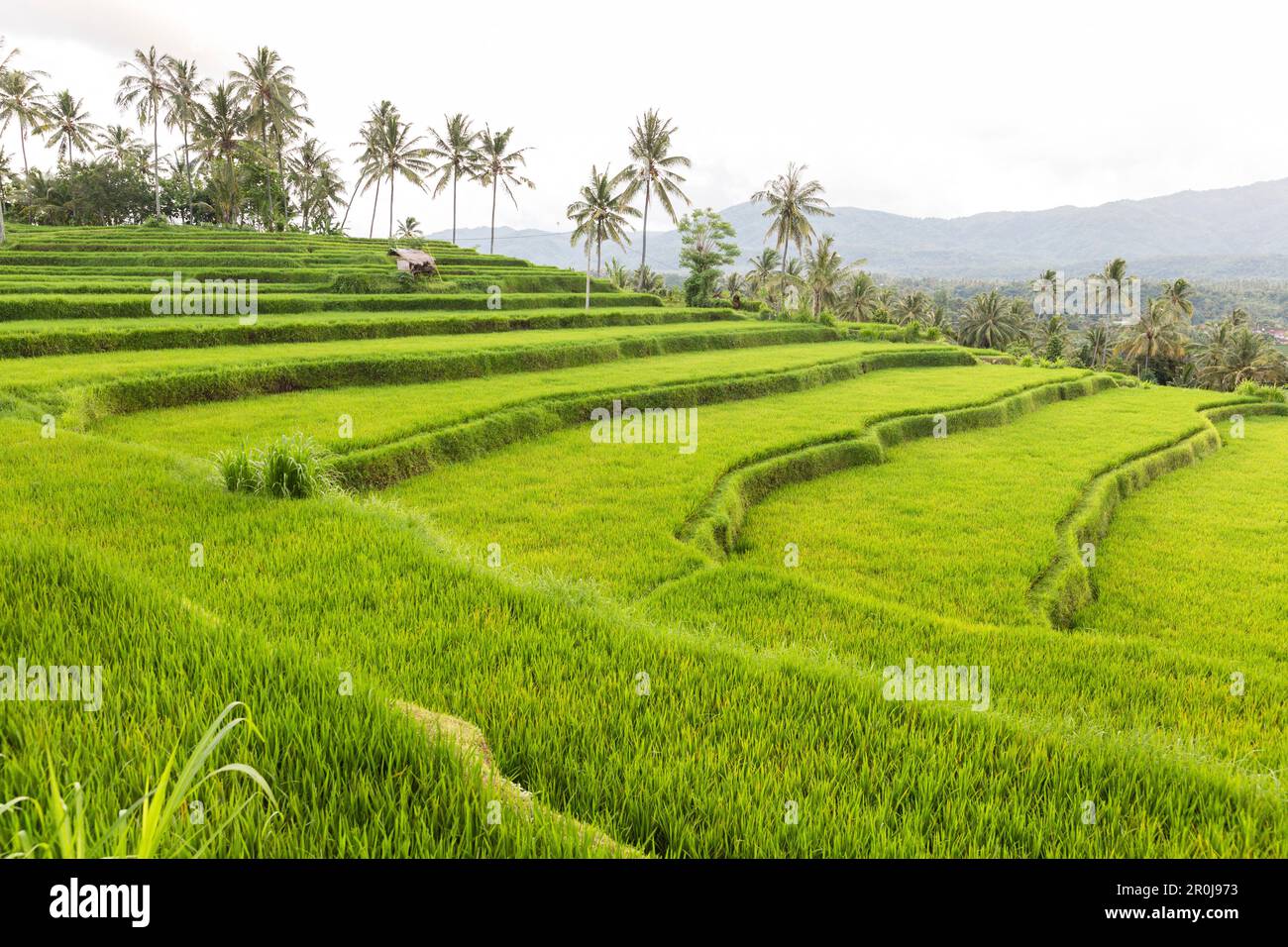 Rice terraces, Mayong, Seririt, Buleleng, Indonesia Stock Photo - Alamy