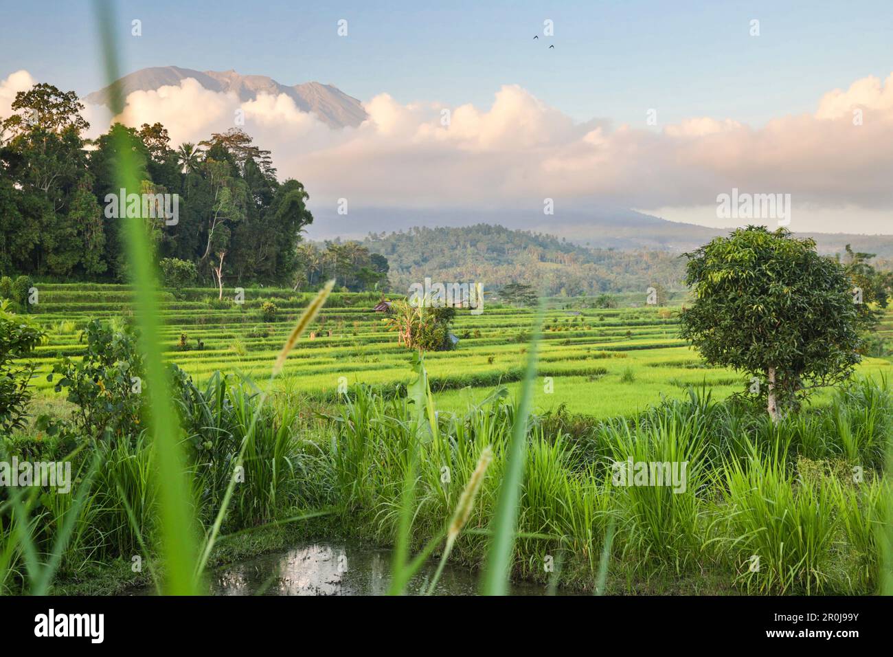 Corn fields bali hi-res stock photography and images - Alamy