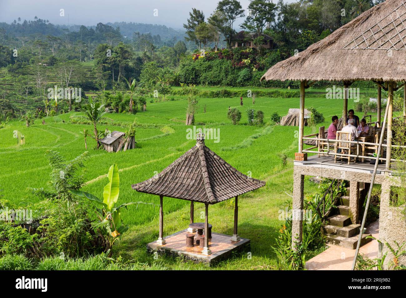 Restaurant above paddy fields, rice shrine, Iseh, Sidemen, Bali ...