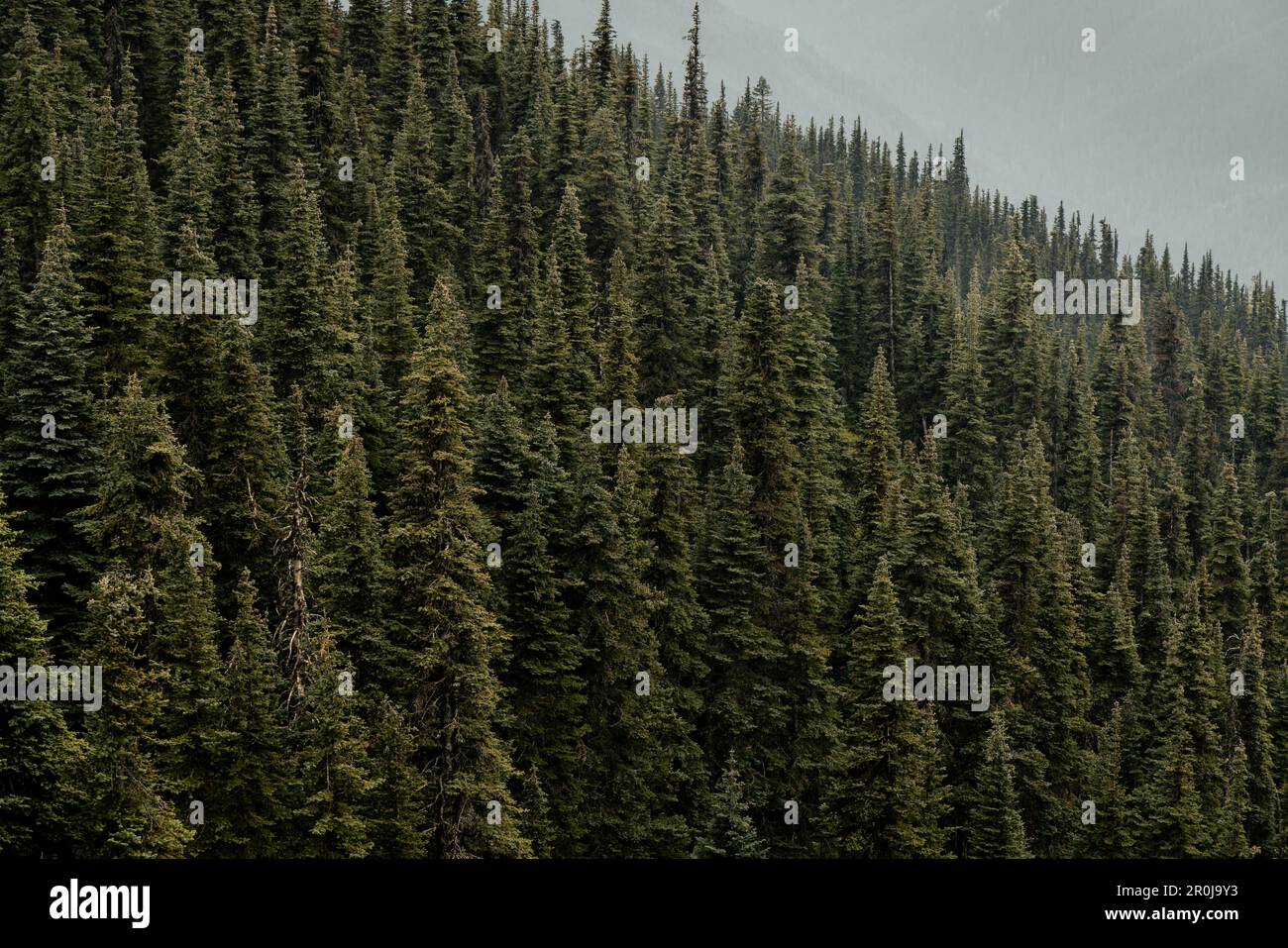 Closeup view of green pine trees in Olympic National Park up at ...