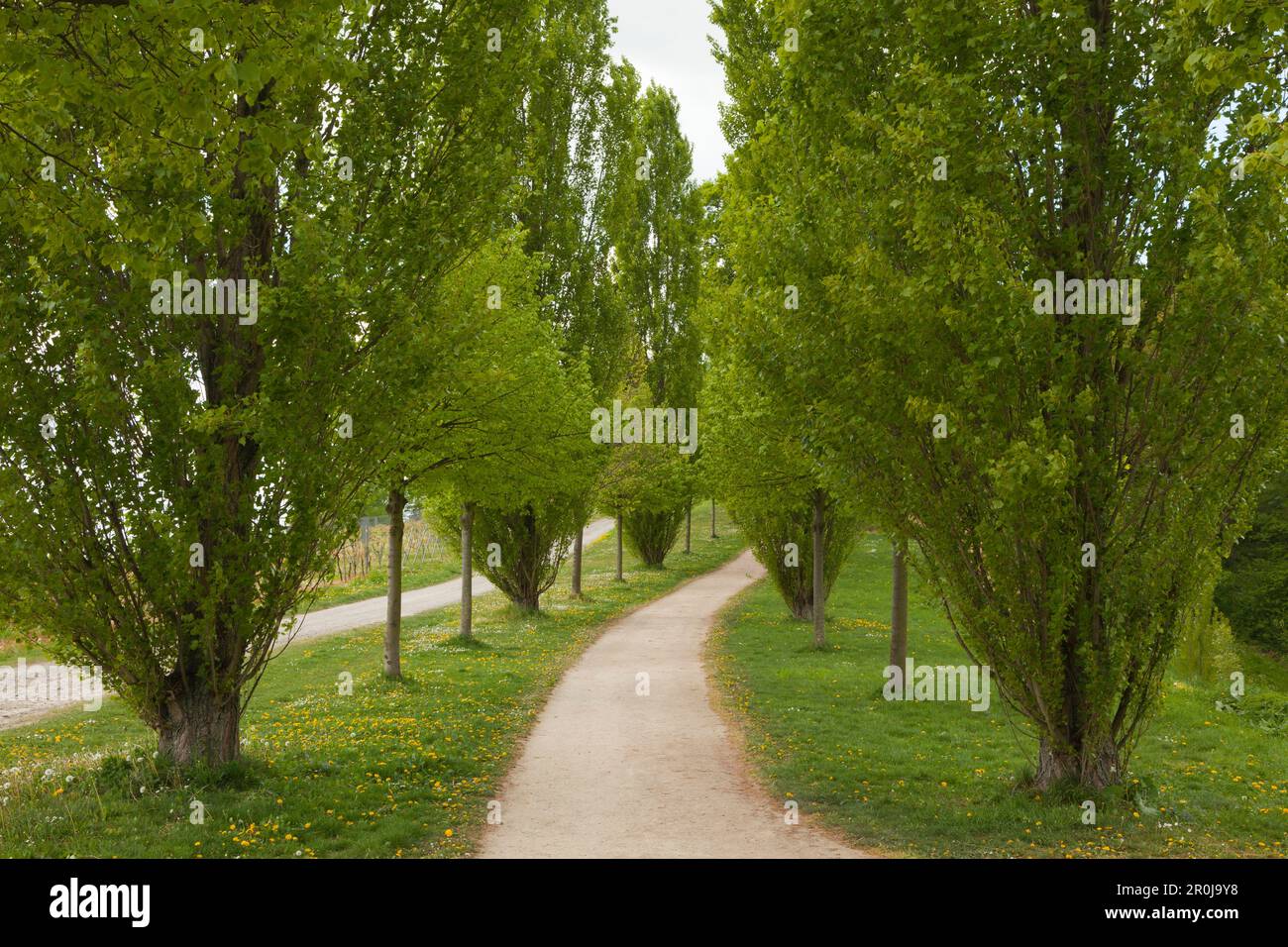 Poplar trees germany hi-res stock photography and images - Alamy