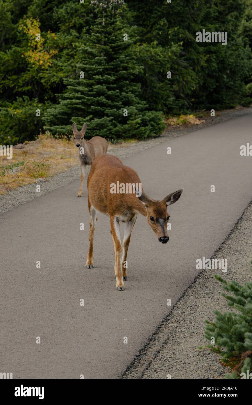 Deer on path in Olympic National Park at Hurricane Ridge Stock Photo ...