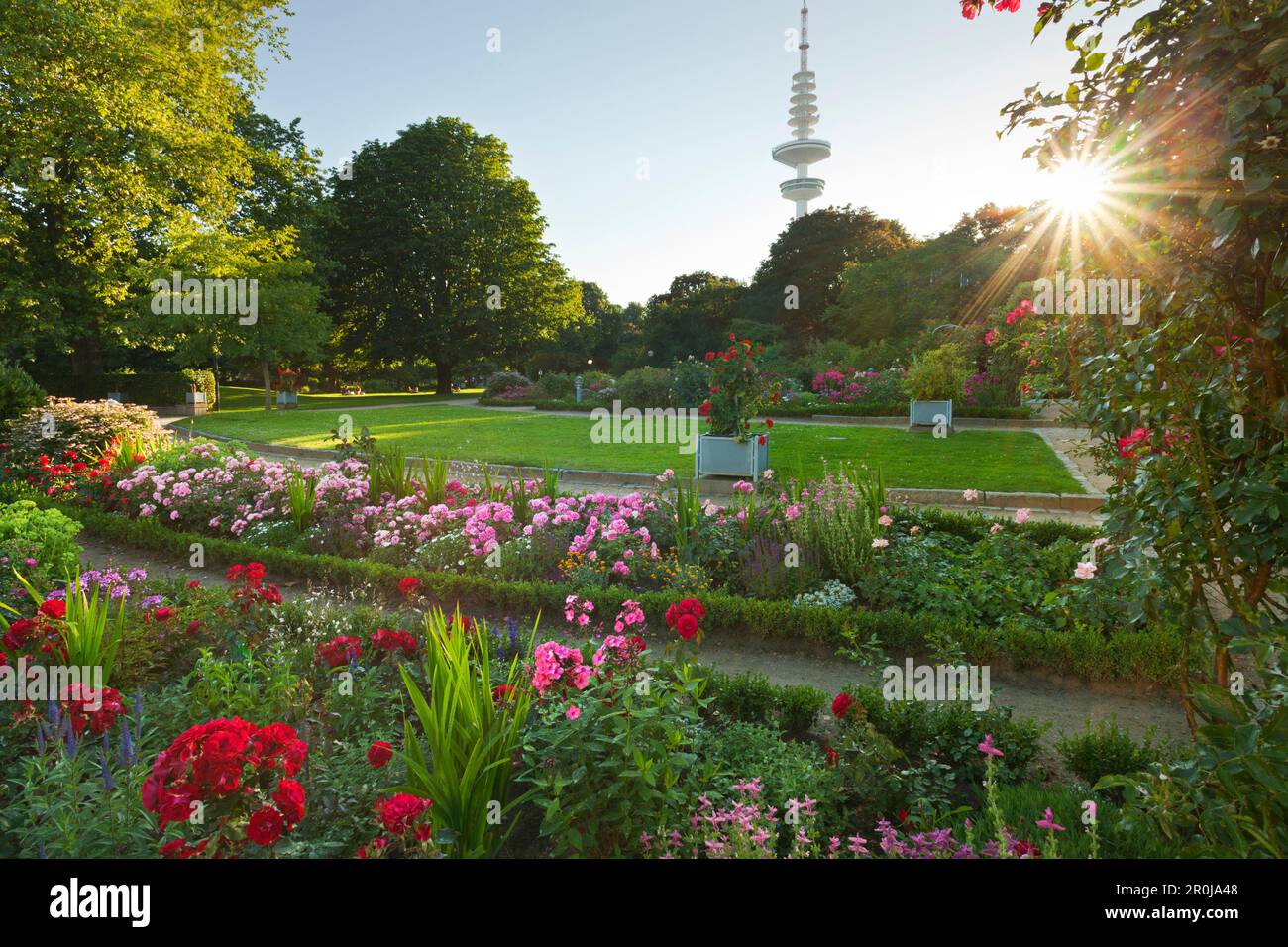 Rose garden with the television tower in the background, Planten un ...