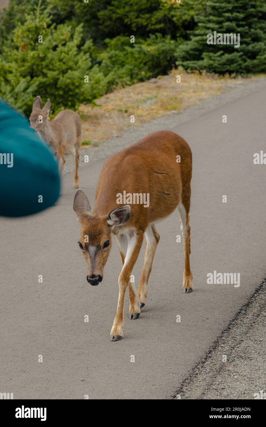 Deer on path in Olympic National Park at Hurricane Ridge Stock Photo ...
