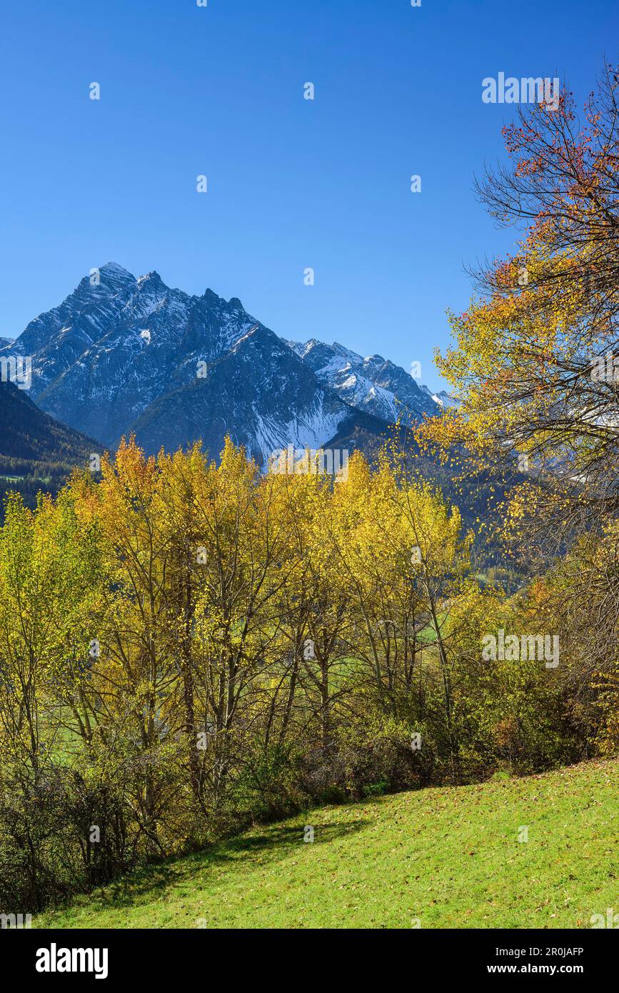Trees in autumn colours beneath Piz Pisoc, Lower Engadin, Engadin ...