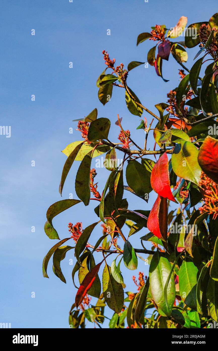 Photinia x fraseri red robin tree hi-res stock photography and images ...