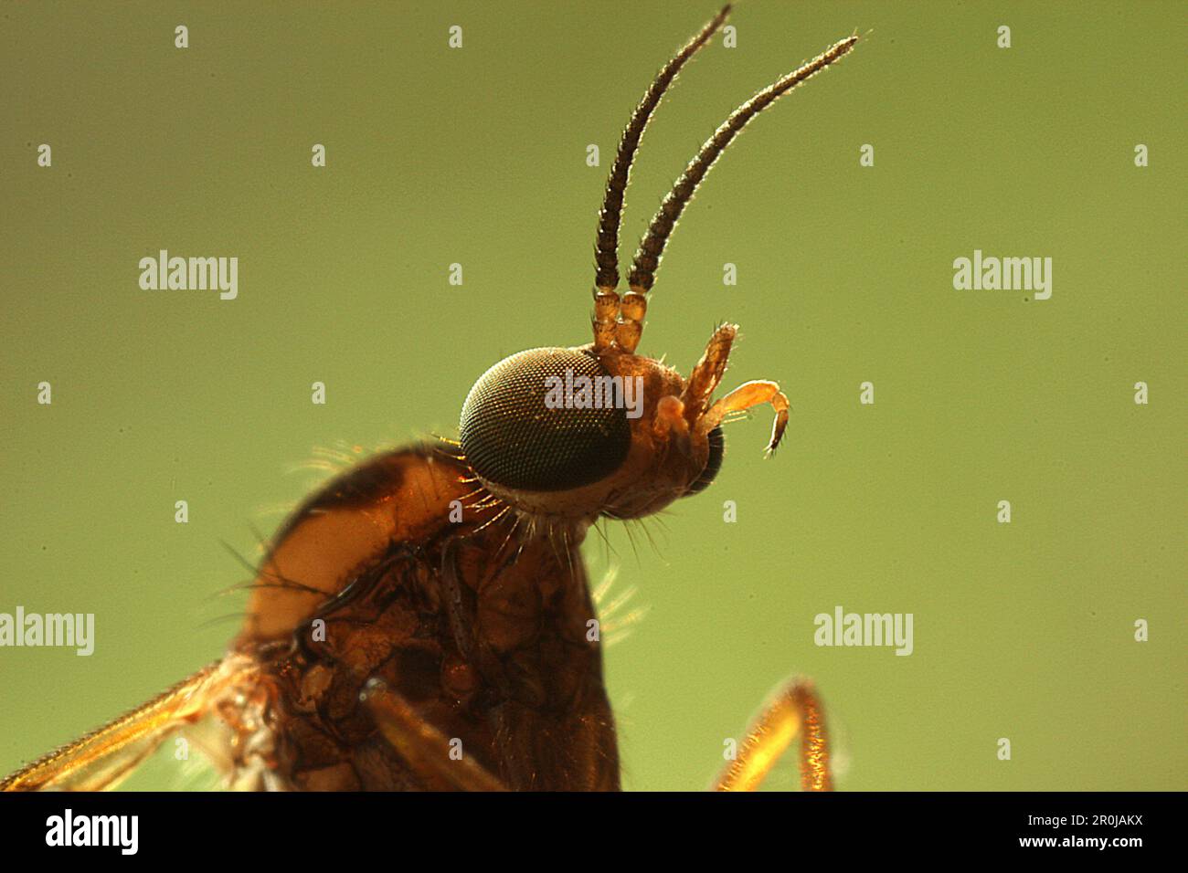 Macro close-up of gnat head Stock Photo - Alamy