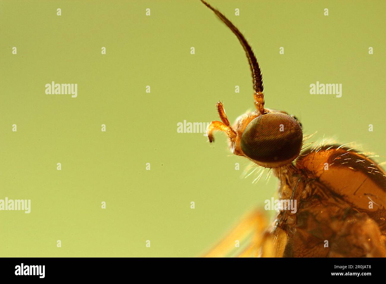 Gnat macro hi-res stock photography and images - Alamy