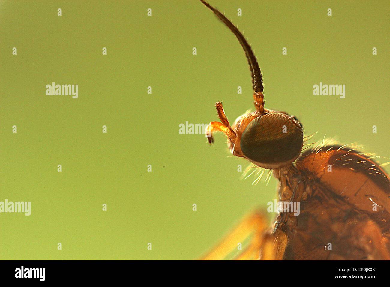 Macro close-up of gnat head Stock Photo - Alamy