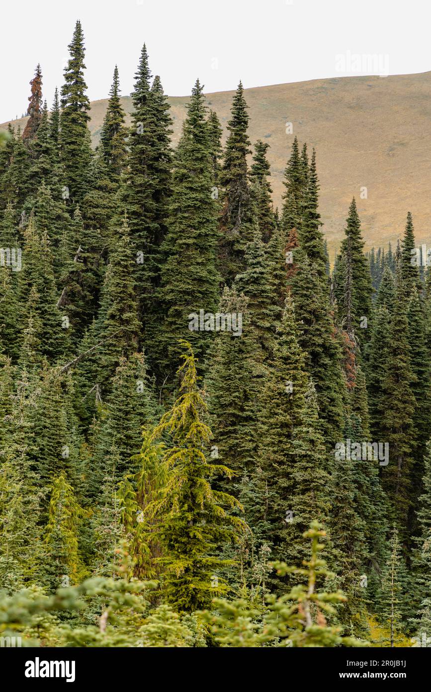 Closeup view of green pine trees in Olympic National Park up at ...