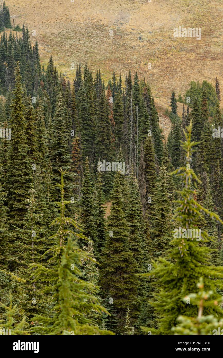 Closeup view of green pine trees in Olympic National Park up at ...