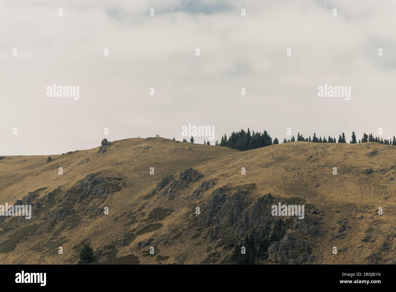 Hurricane hill at Hurricane Ridge in Olympic national Park with people ...