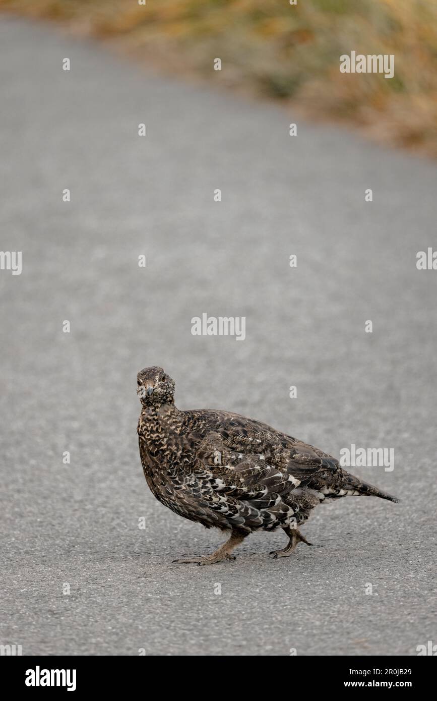 Wild bird pheasants in Olympic National Park Hurricane Ridge in ...